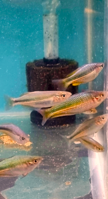 Crimson spotted rainbow fish | Aquatic Jungle