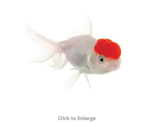 Oranda Mix colour 5cm | Aquatic Jungle