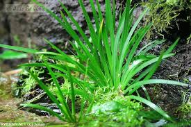 Dwarf SWEET FLAG | Aquatic Jungle
