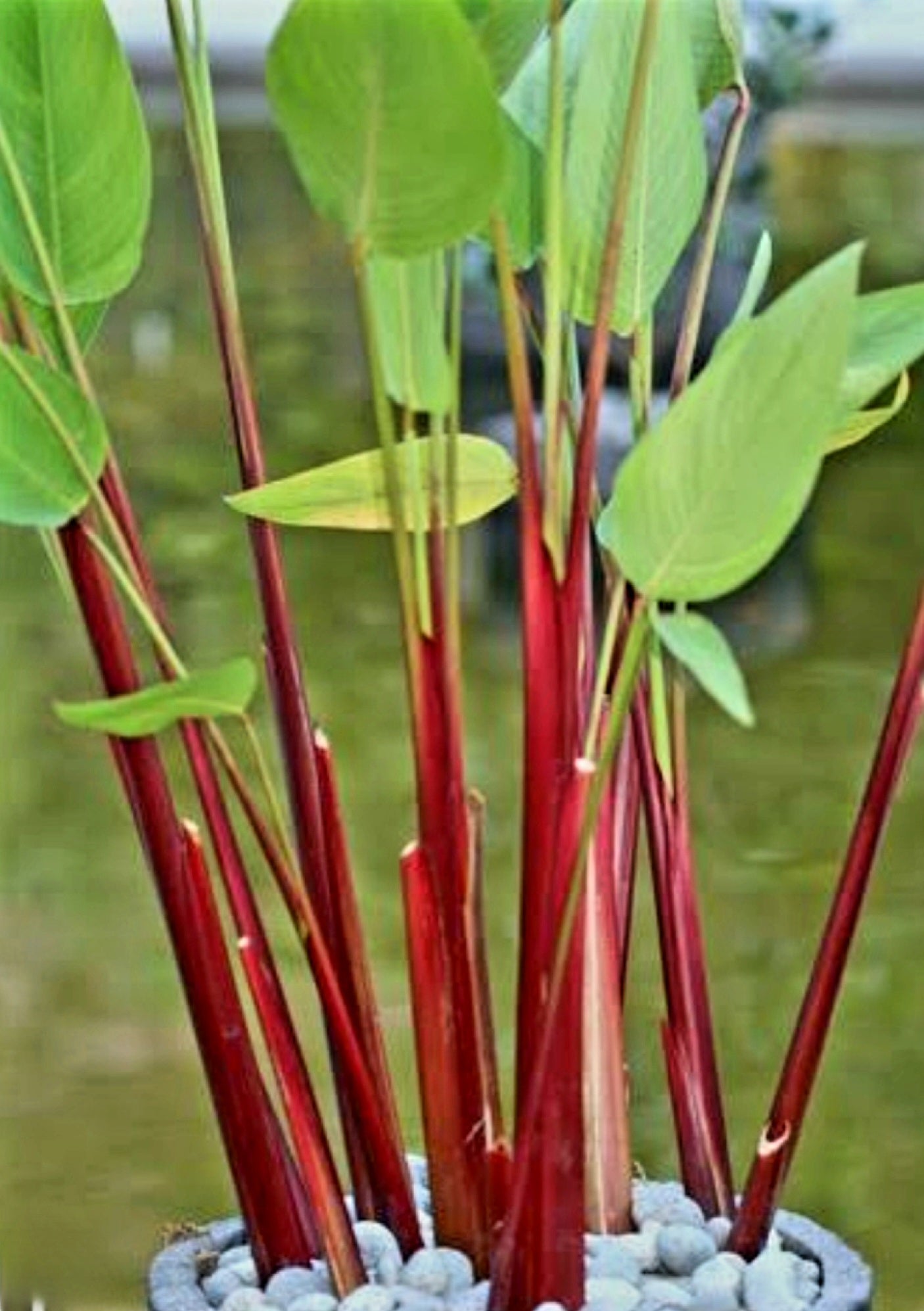 Red Stem Thalia | Aquatic Jungle