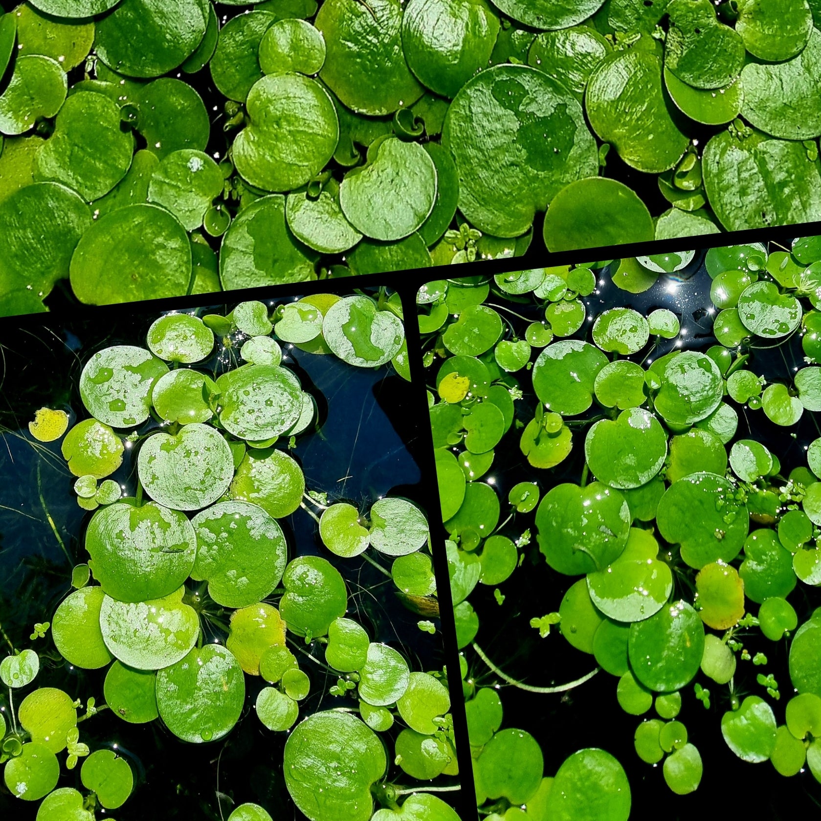 Frogbit | Aquatic Jungle