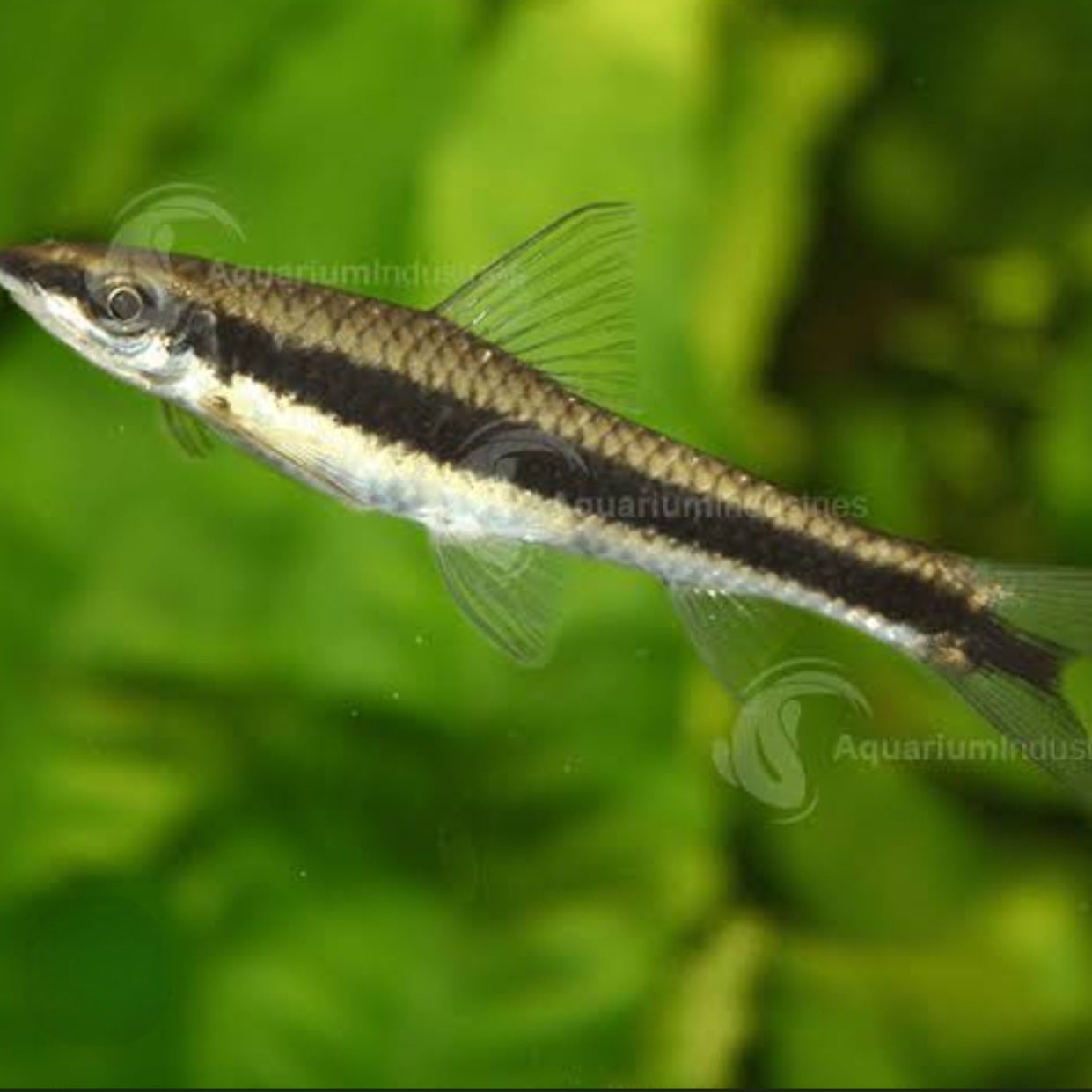 Flying Fox Catfish | Aquatic Jungle