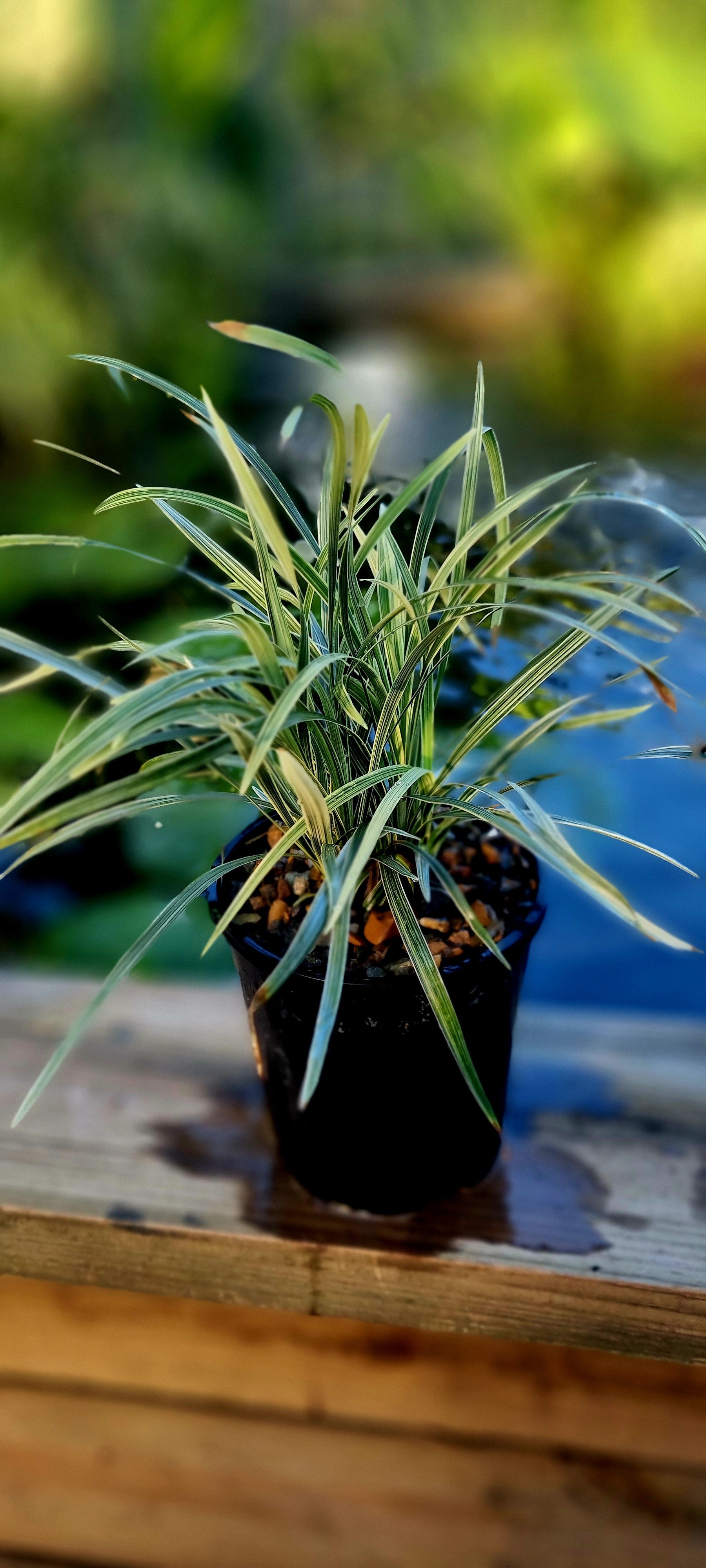Variegated Mondo Grass | Aquatic Jungle