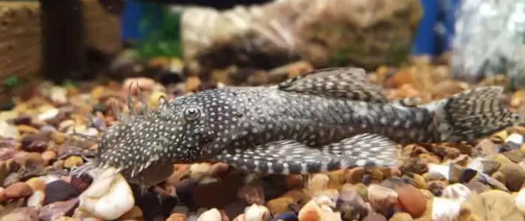 Bristlenose Catfish (Common) small 3-4cm | Aquatic Jungle