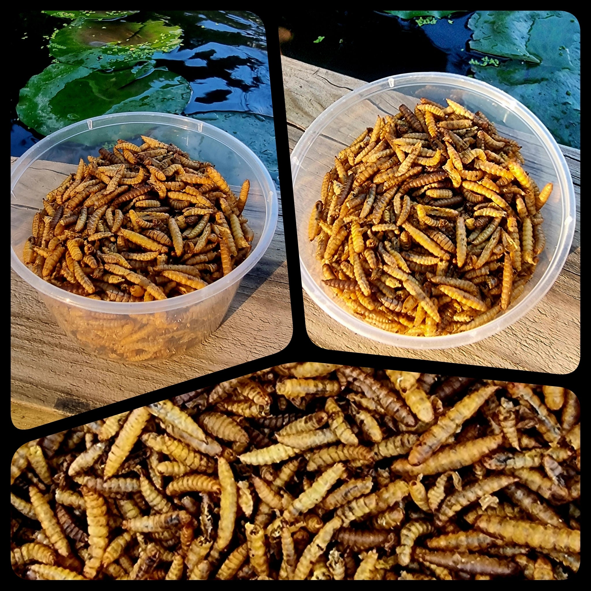 Natural Dried Black Soldier Fly Larvae (BSFL) Australian Sourced 50g ...