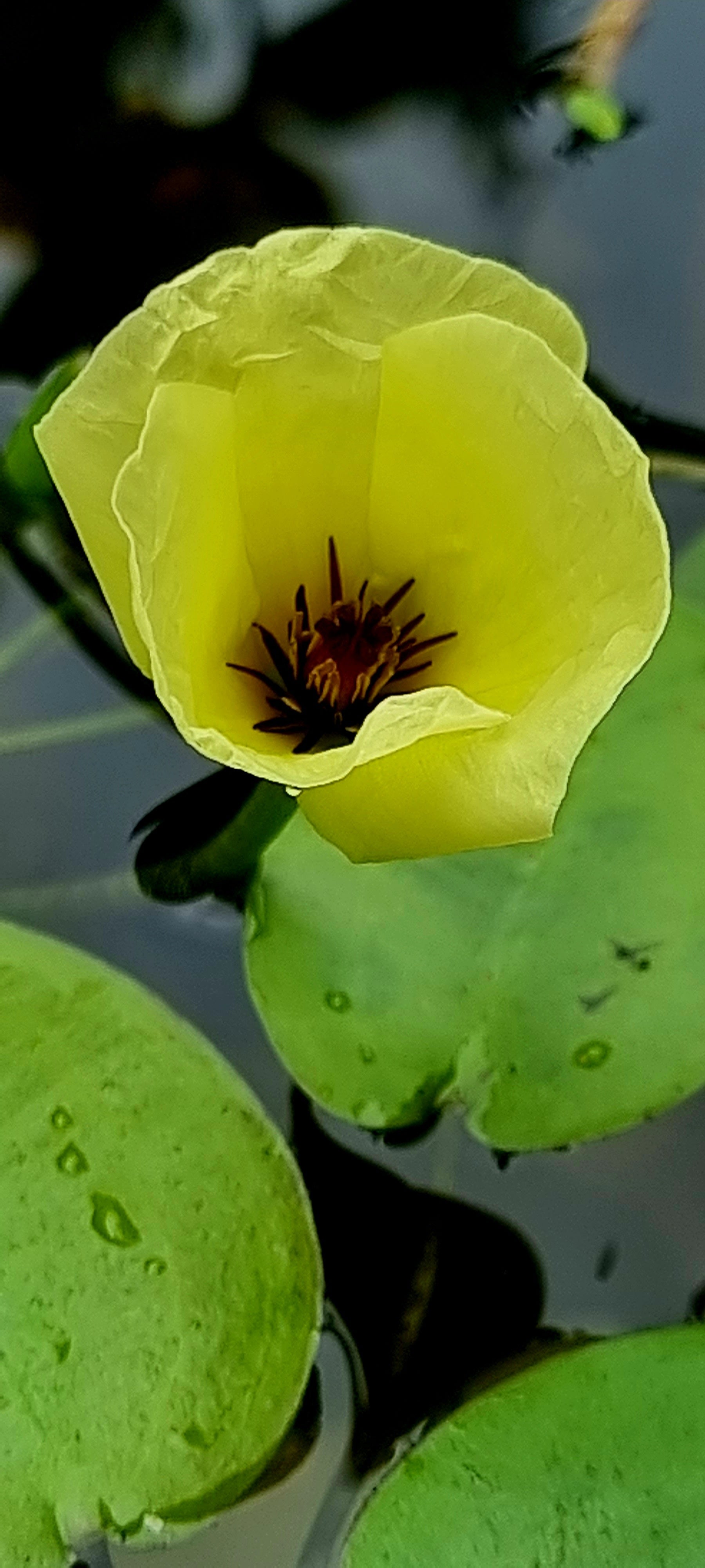 Poppy | Aquatic Jungle