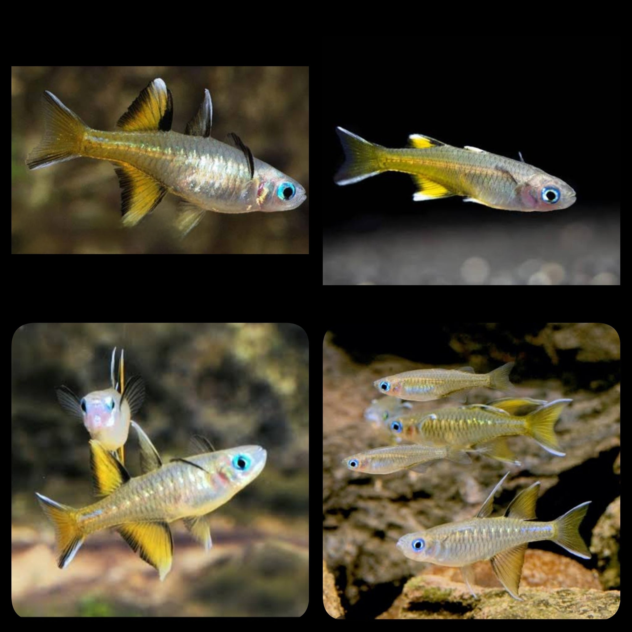 Pacific Blue Eye | Aquatic Jungle