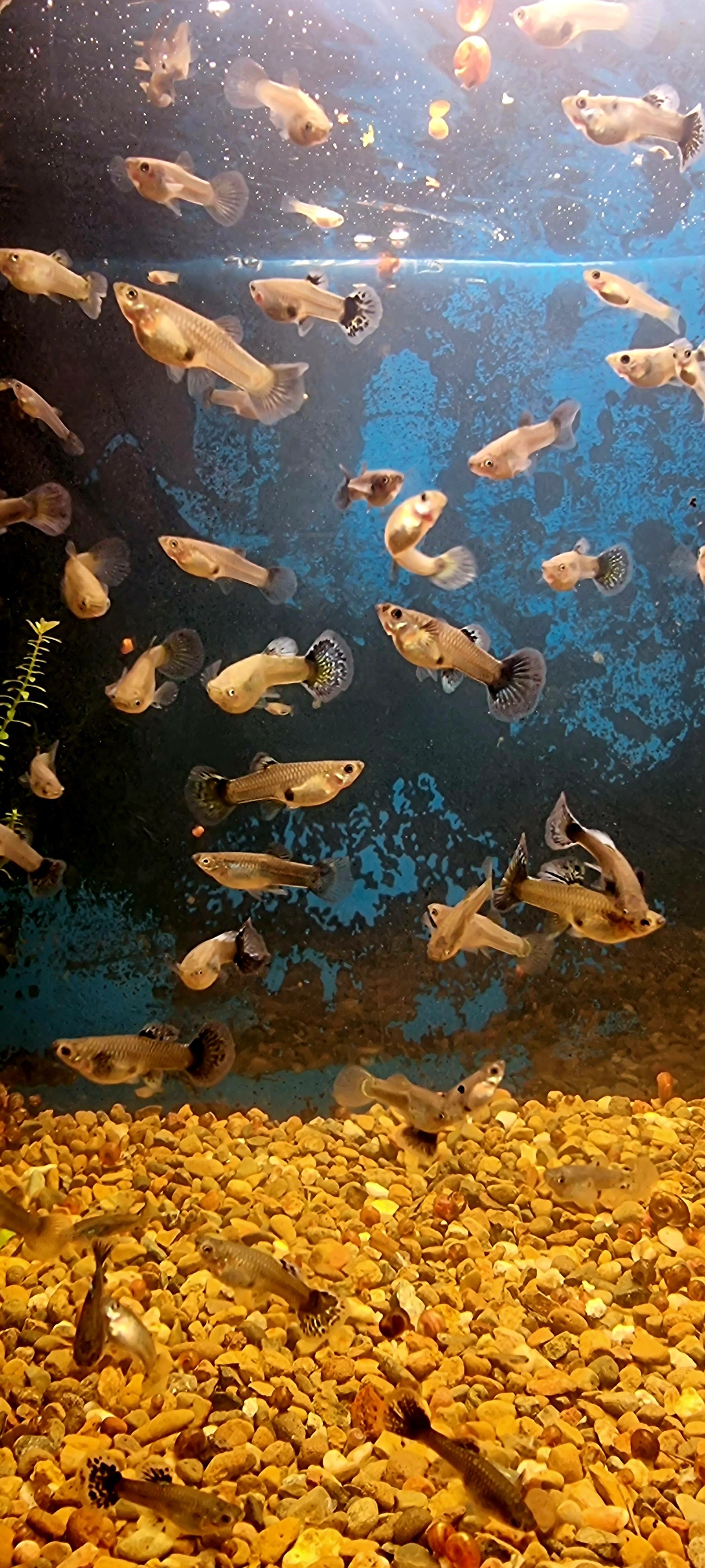 Guppy female Mixed | Aquatic Jungle