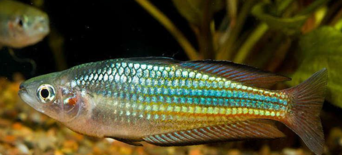 Crimson spotted rainbow fish | Aquatic Jungle